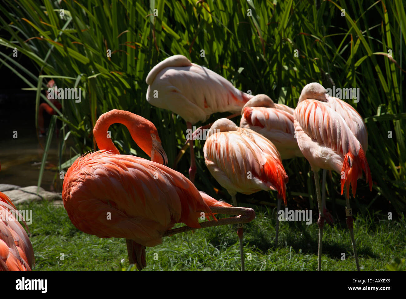 Flamingos Los Angeles Zoo Griffith Park Los Angeles California Stock ...