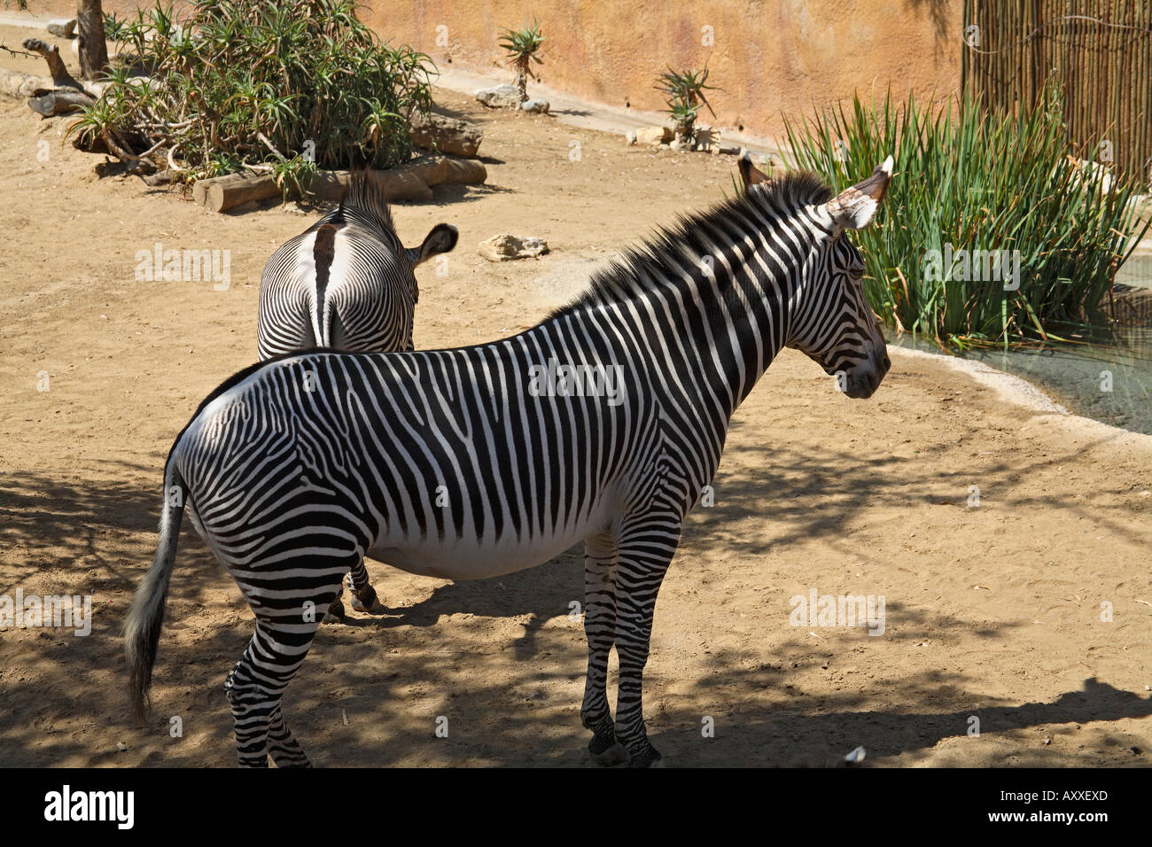 Zebras Los Angeles Zoo Griffith Park Los Angeles California Stock Photo ...