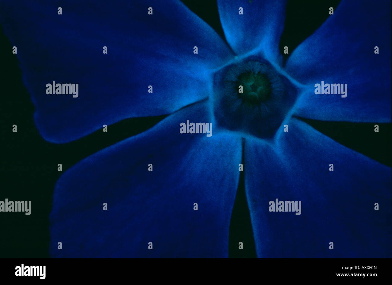 Periwinkle, Vinca, Blue Stock Photo - Alamy