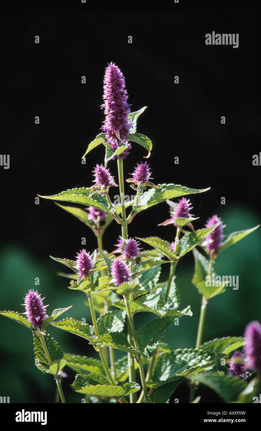 Mint, Spearmint, Mentha spicata, Purple, Mentha, spicata Stock Photo ...