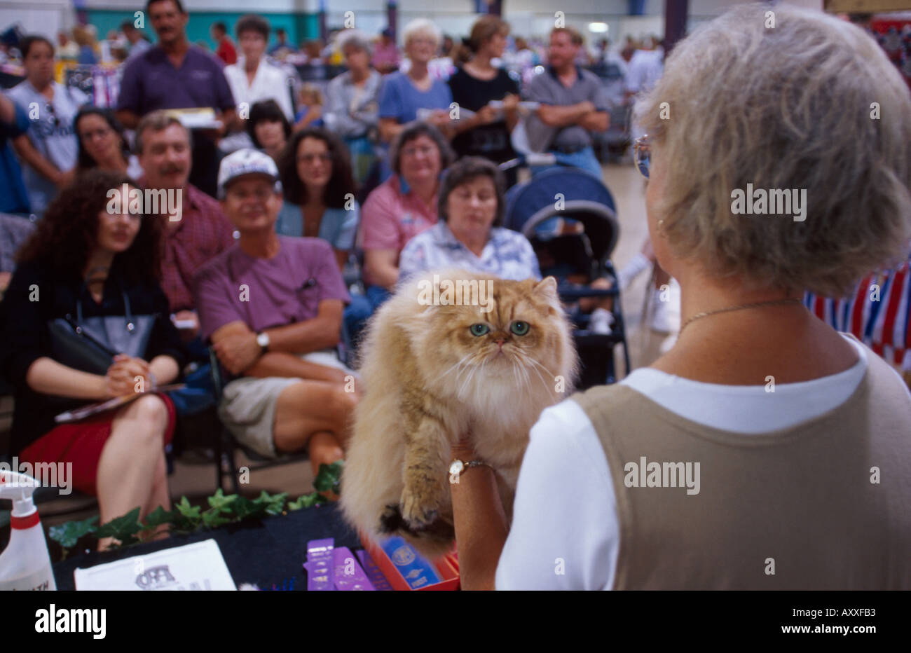 Miami Florida,Dade County Fairgrounds,cat cats show,feline,judge ...