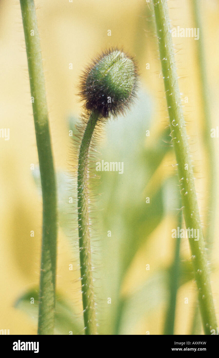 Tiny poppy hi-res stock photography and images - Alamy