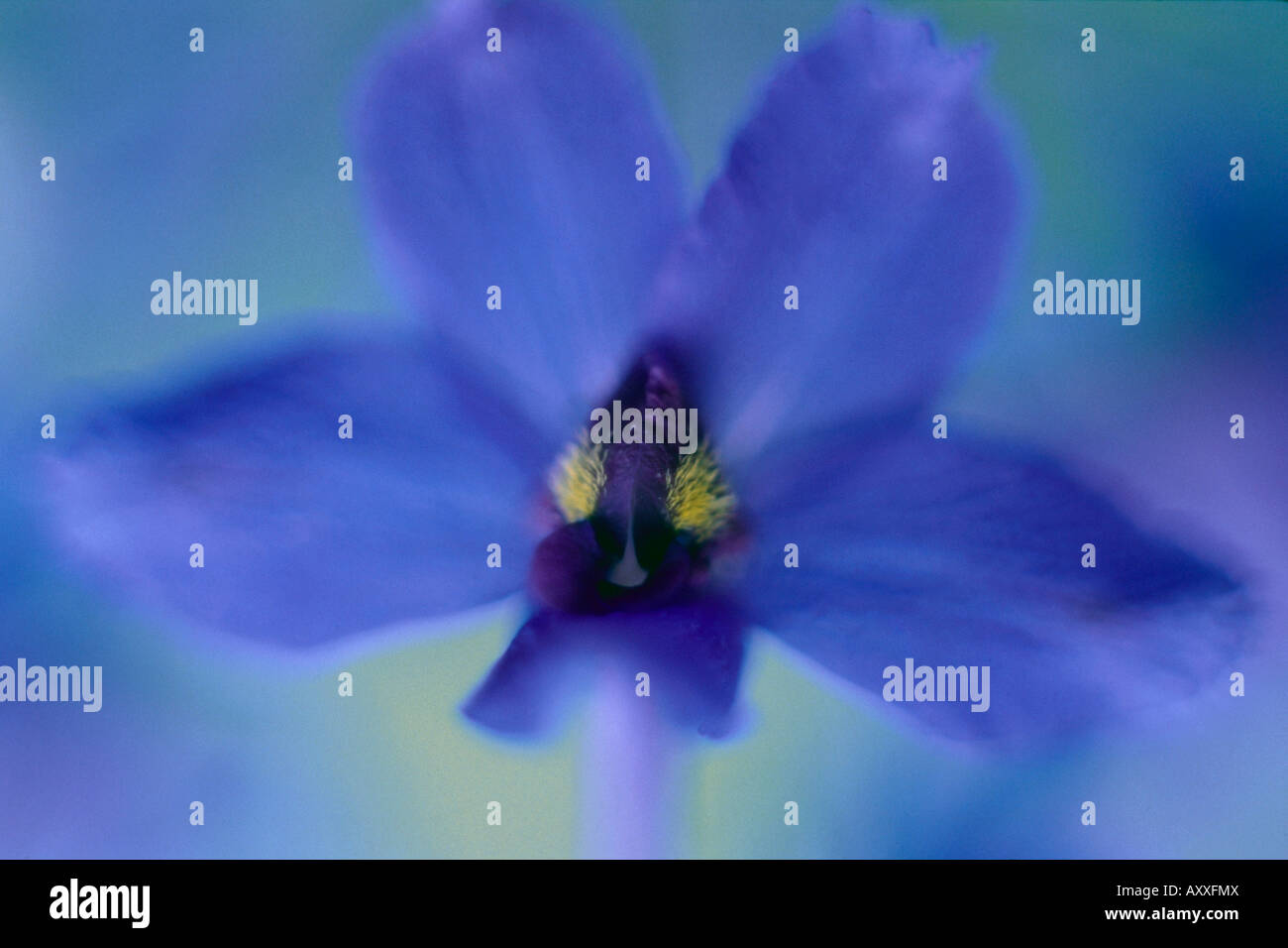 Delphinium, Delphinium, Blue Stock Photo - Alamy