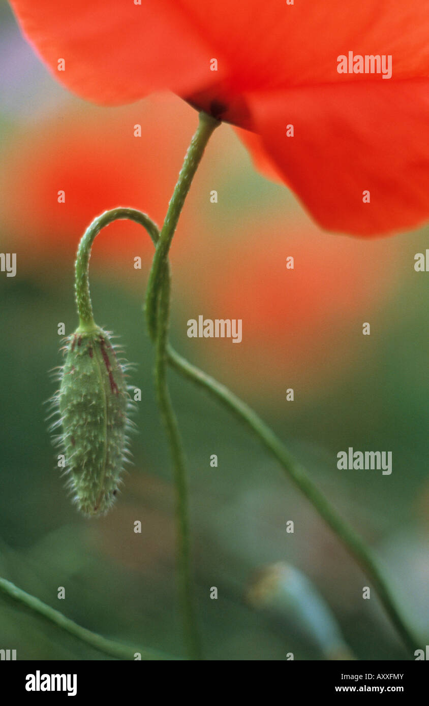 Pale red poppy hi-res stock photography and images - Alamy