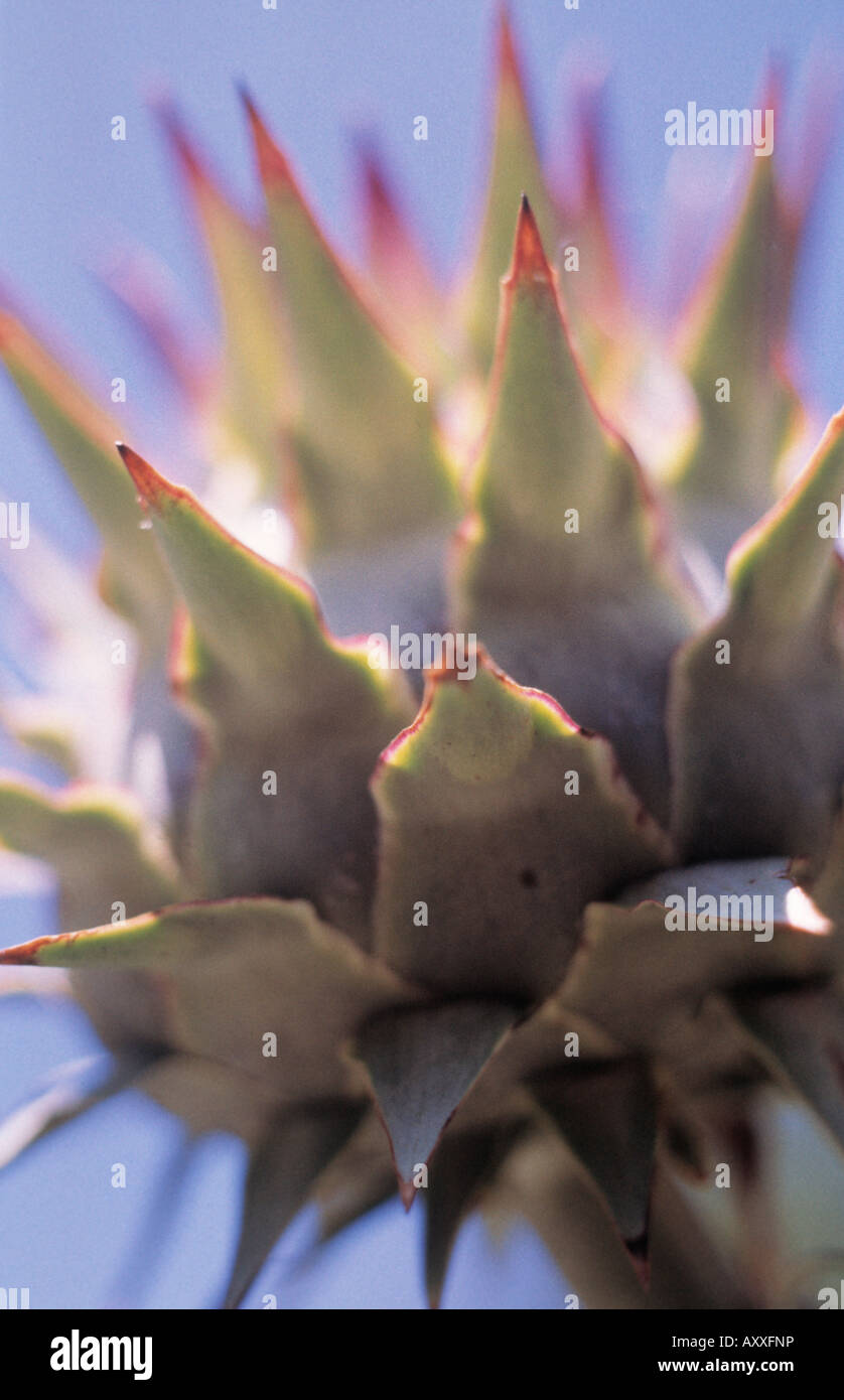 Cardoon, Cynara cardunculus, Green, Cynara, cardunculus Stock Photo - Alamy