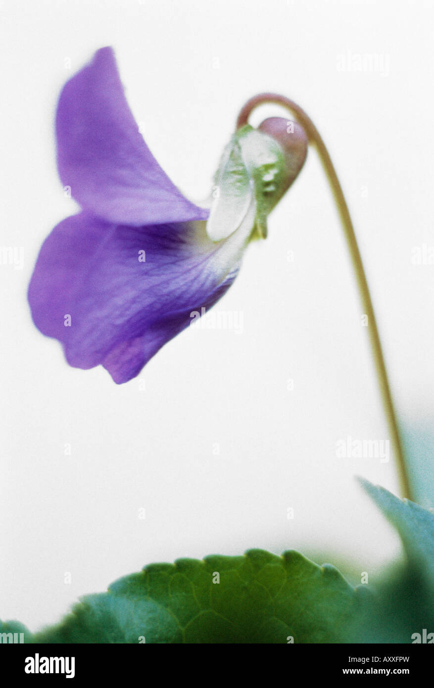 1 viola odorata hi-res stock photography and images - Alamy