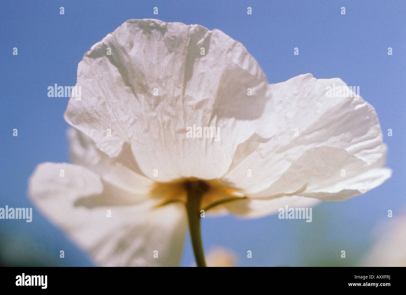 Poppy, Papaver, White Stock Photo - Alamy