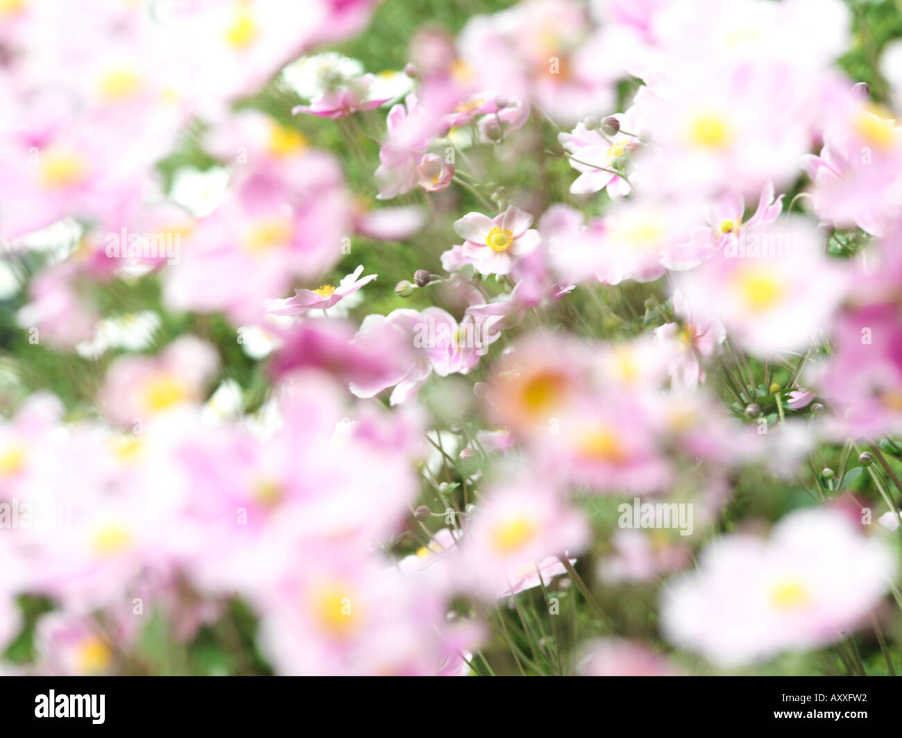 Perennial corn flower hi-res stock photography and images - Alamy