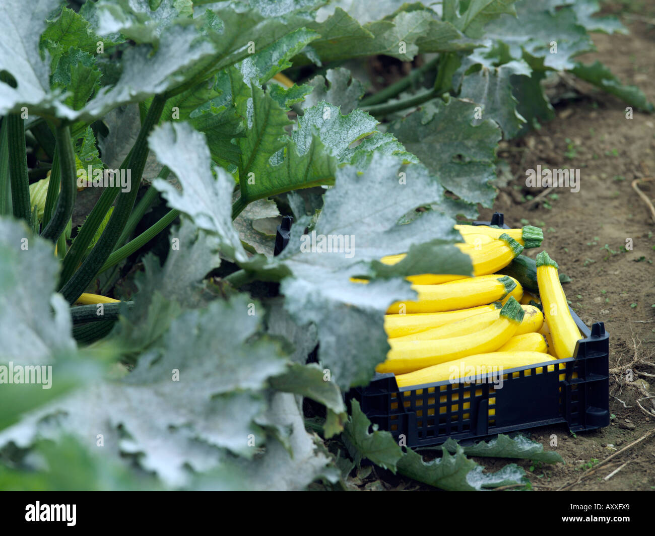 Courgettes Zucchini in plastic crate Stock Photo - Alamy
