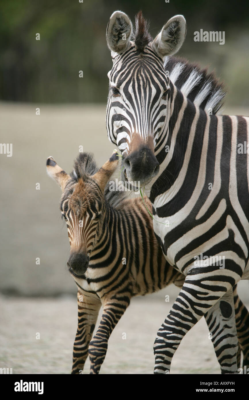 Zebra mother with child - Equus zebra zebra Stock Photo - Alamy