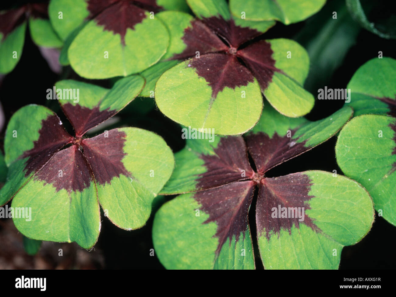Lucky clover, Lucky, clover, Oxalis tetraphylla 'Iron Cross', Green ...