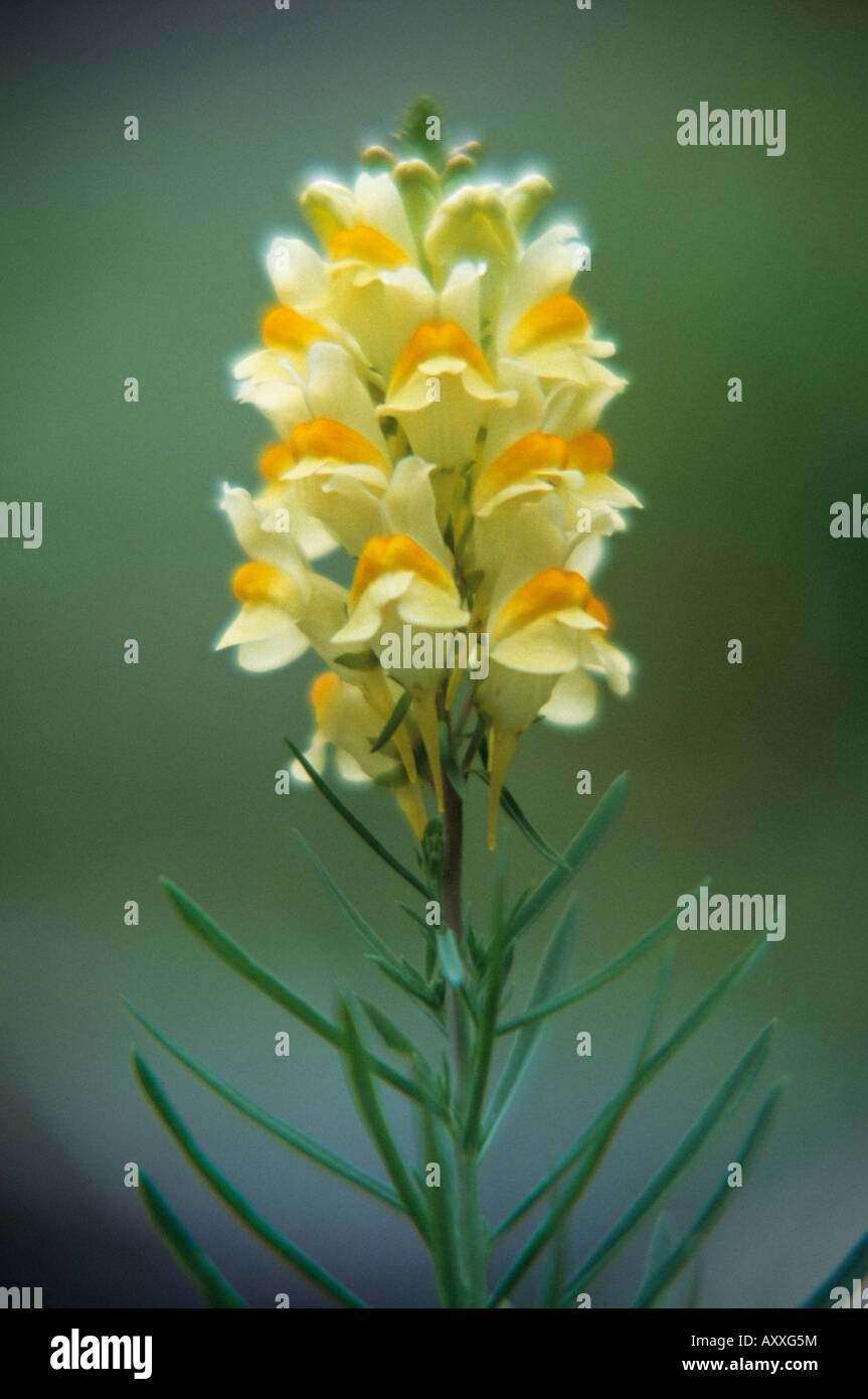 Toadflax, Linaria vulgaris, Yellow, Linaria, vulgaris Stock Photo - Alamy