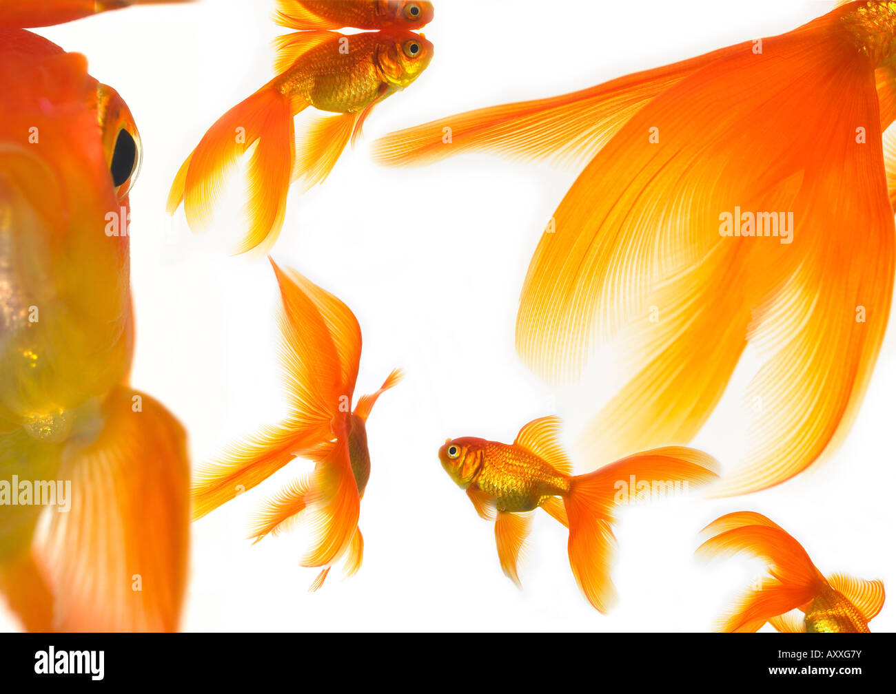 Goldfish tail hi-res stock photography and images - Alamy