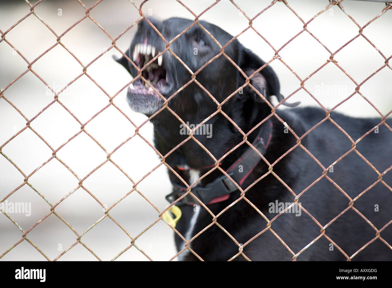 Black Labrador snarling behind the fence Stock Photo - Alamy