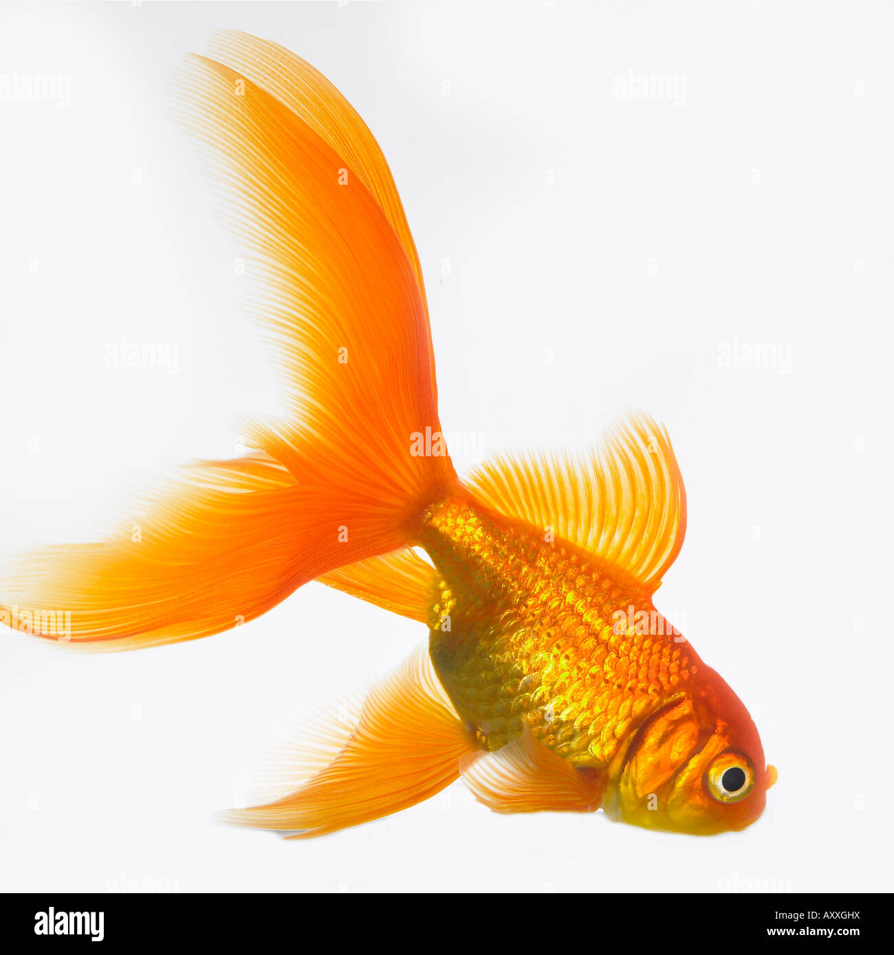 Cut out goldfish swimming hi-res stock photography and images - Alamy