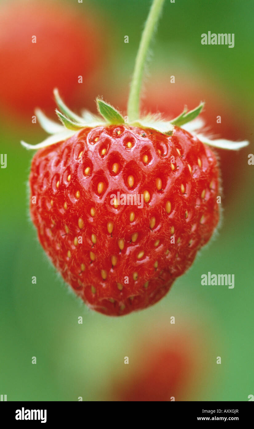 Large scale fruit hi-res stock photography and images - Alamy
