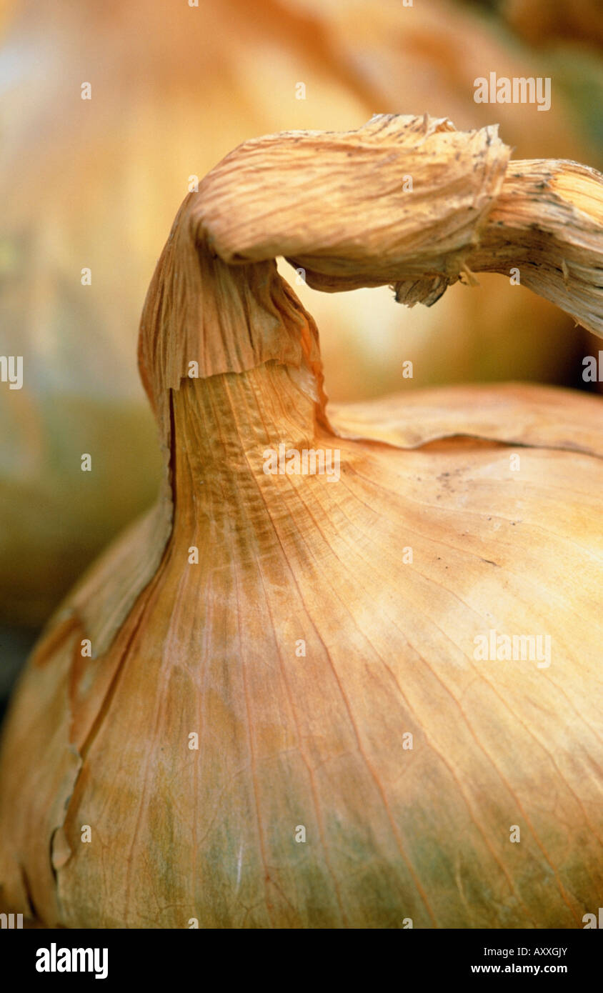 Onion, Allium cepa, Cream, Allium, cepa Stock Photo - Alamy