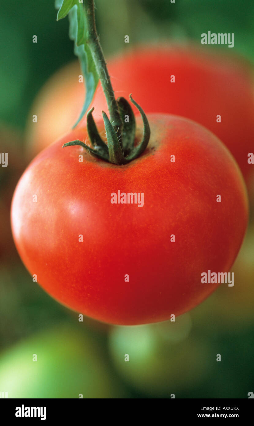 Oregon spring tomato hi-res stock photography and images - Alamy