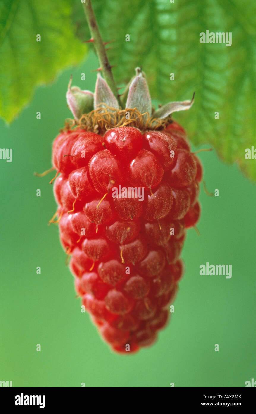 Tayberry fruit hi-res stock photography and images - Alamy