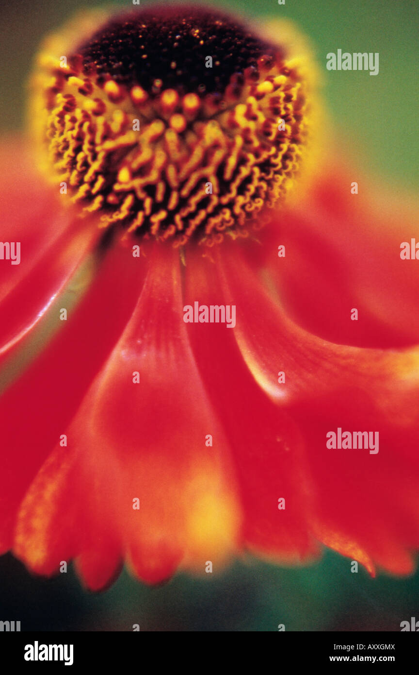 Helen's flower, Sneezeweed, Helen's, flower, Helenium 'Moerheim Beauty ...