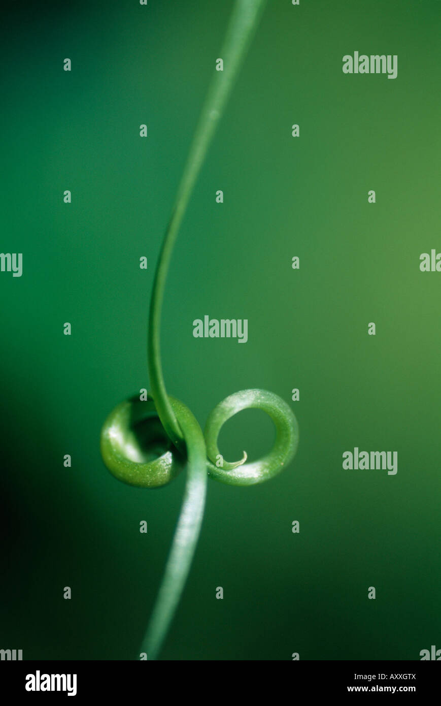 Curled tendril hi-res stock photography and images - Alamy