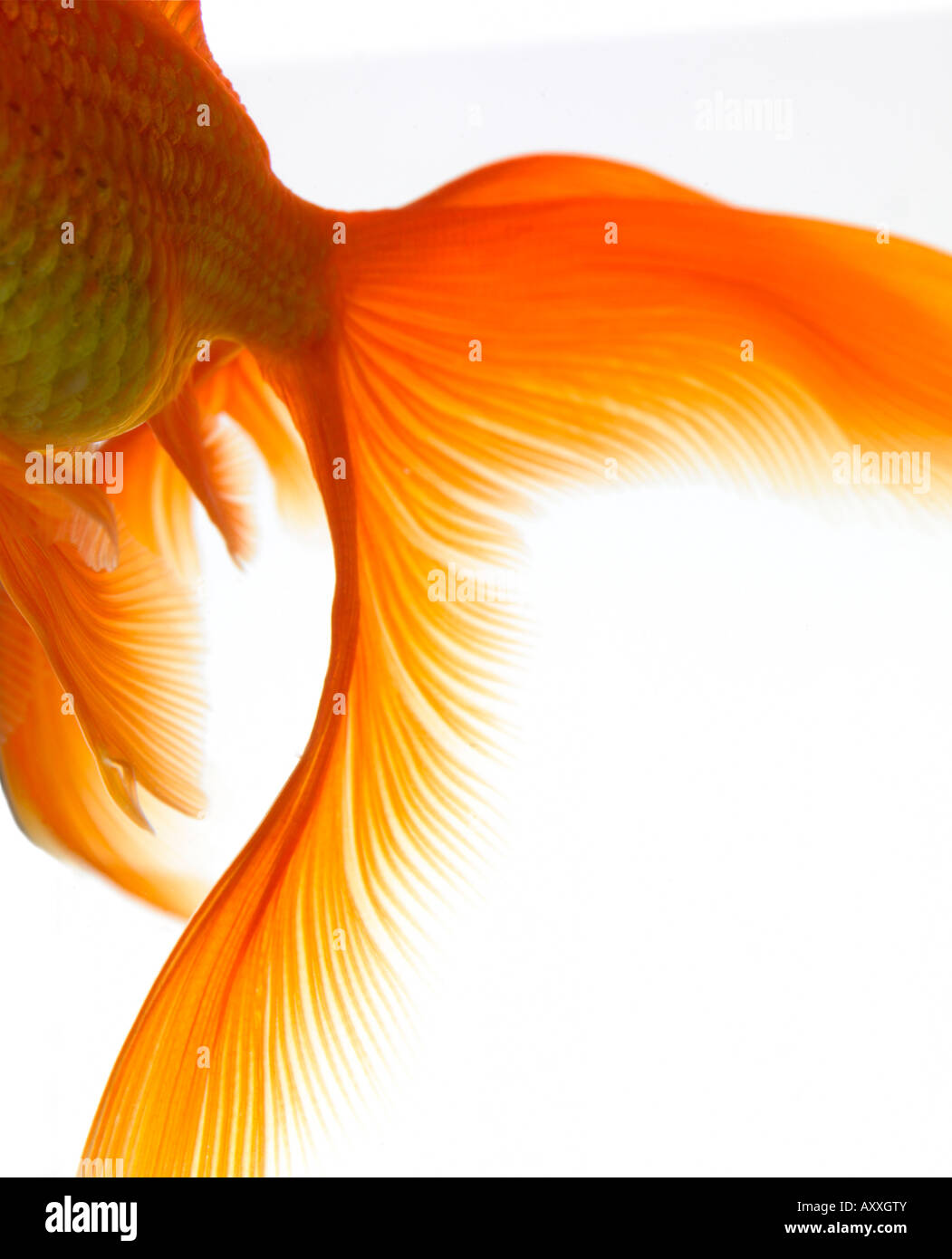 Vertical tail hi-res stock photography and images - Alamy