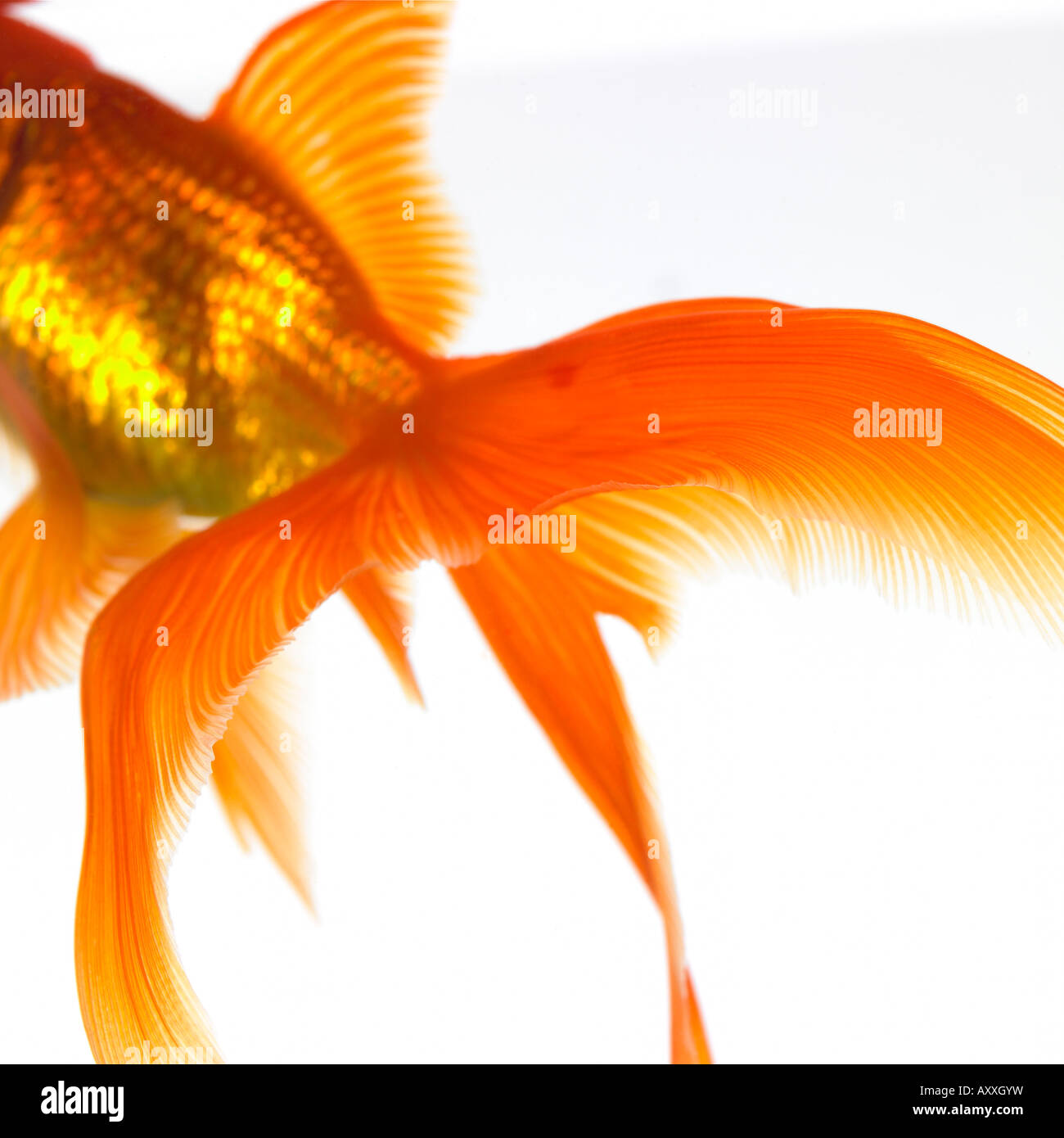 Detail of a goldfish tail Stock Photo - Alamy