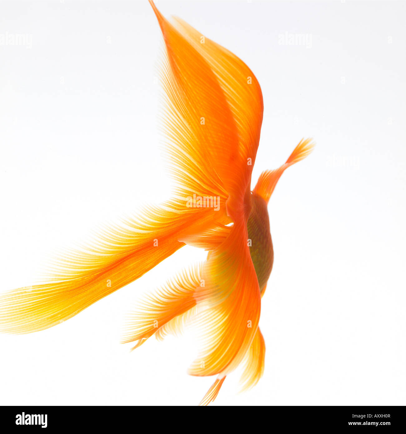 Fish rear fin hi-res stock photography and images - Alamy