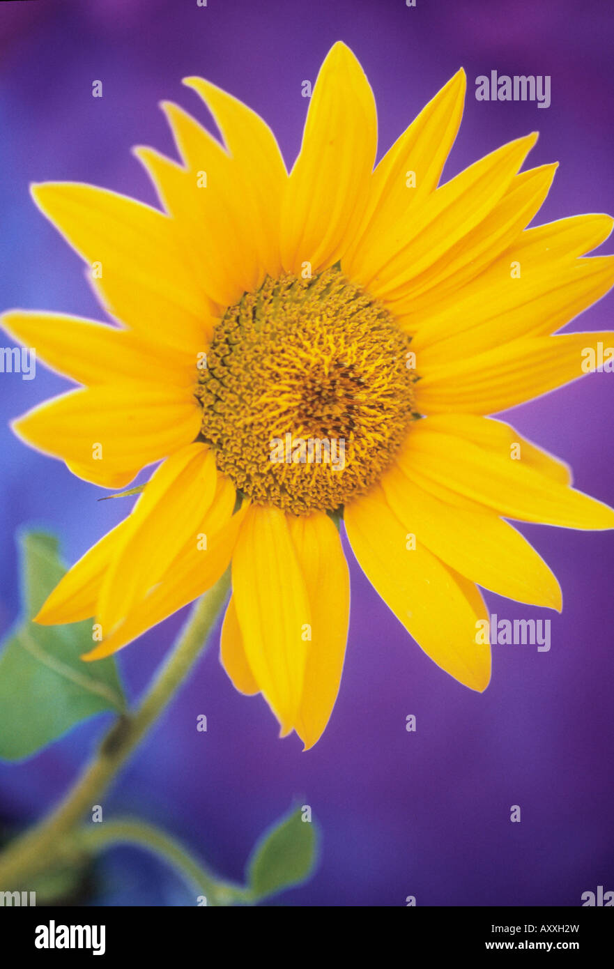 Sunflower, Helianthus annus, Yellow, Helianthus, annus Stock Photo - Alamy