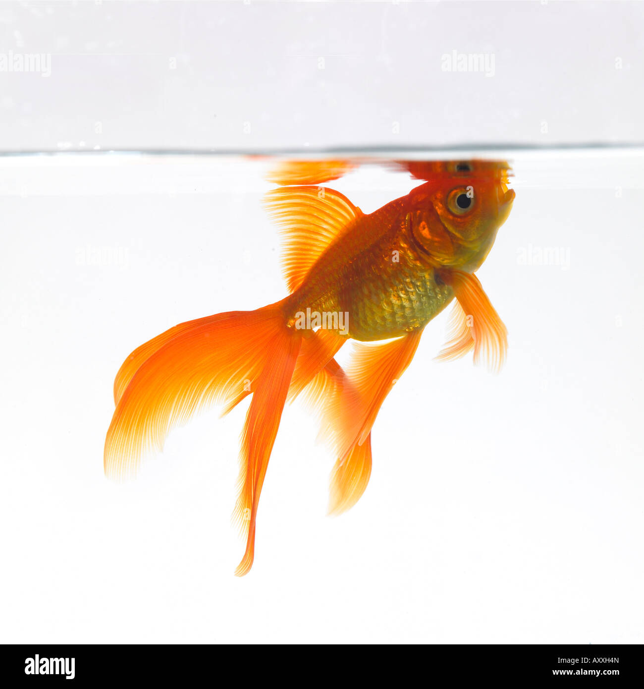 Goldfish swimming just below the surface of the water Stock Photo - Alamy