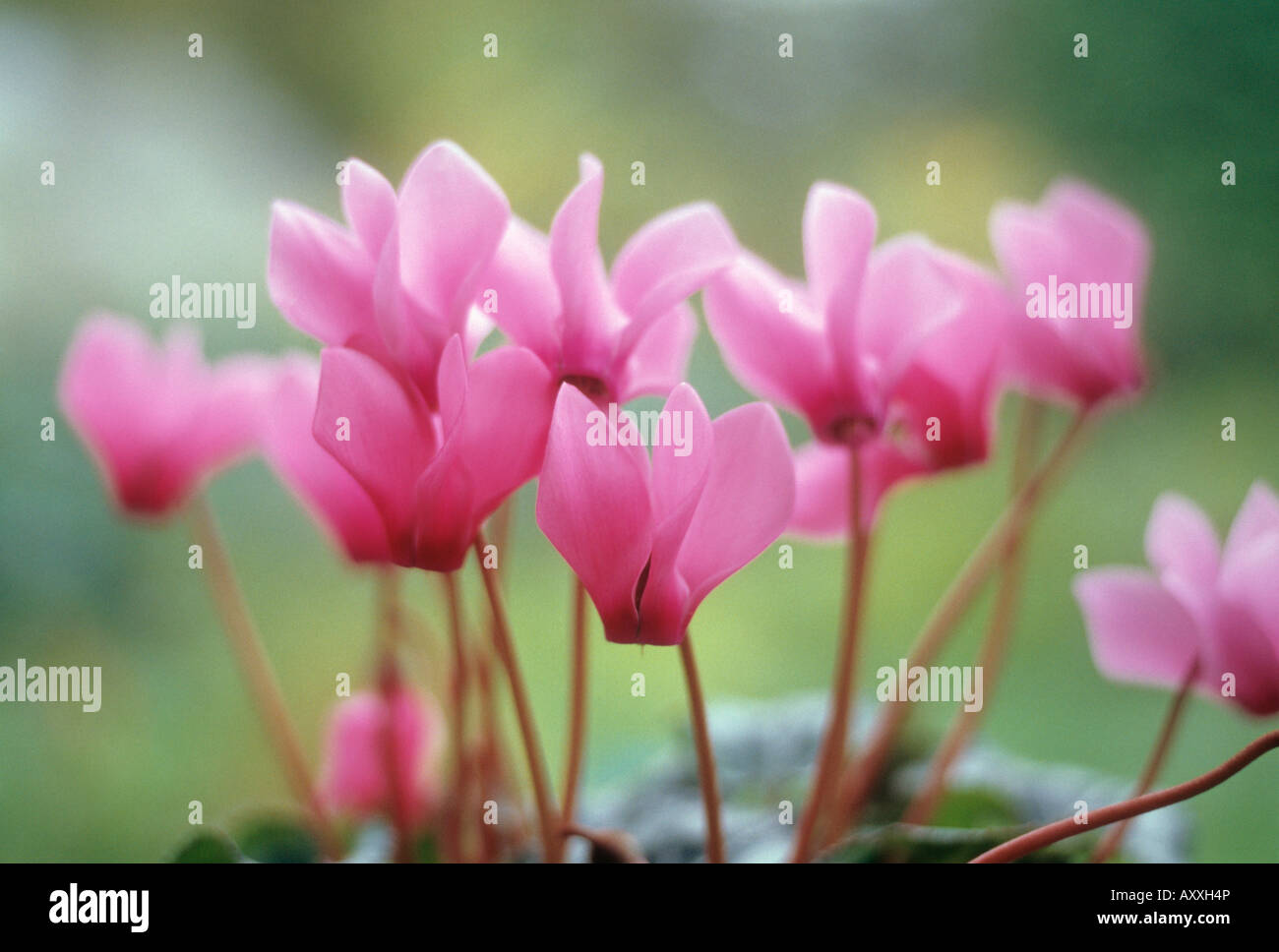 Cyclamen, Cyclamen, Pink Stock Photo - Alamy