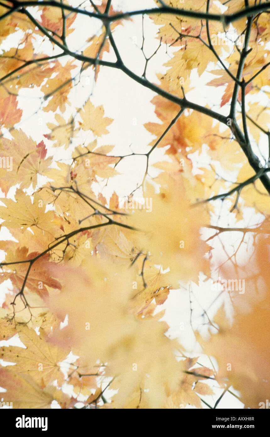 Japanese maple, Japanese, maple, Acer japonicum, Yellow, Acer ...