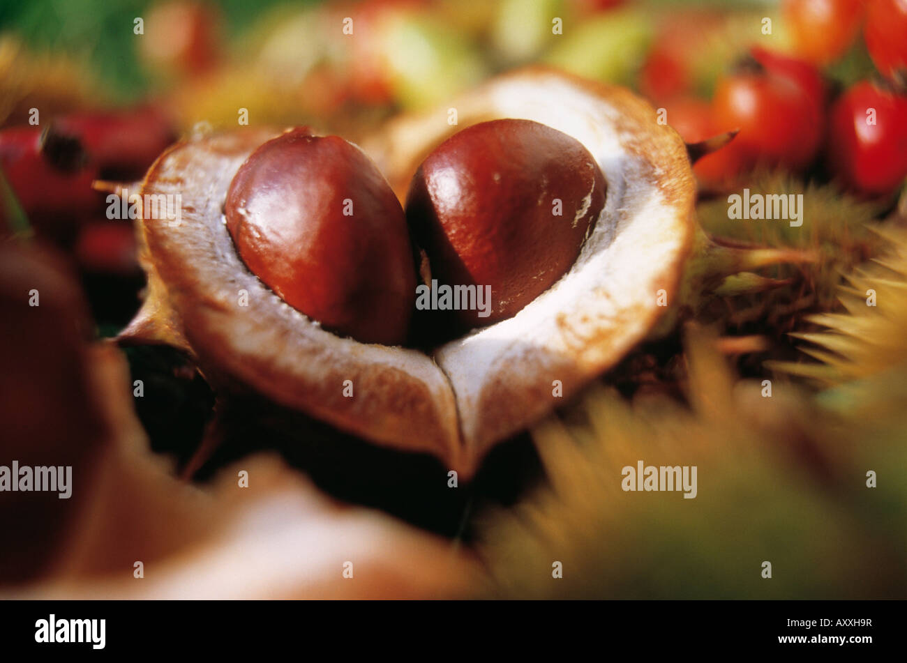 Horse chestnut, conker, Horse, chestnut, conker, Aesculus hippocastanum ...