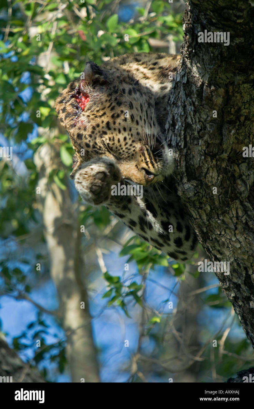An injured male leopard sitting high up in a tree nursing it's wounds ...