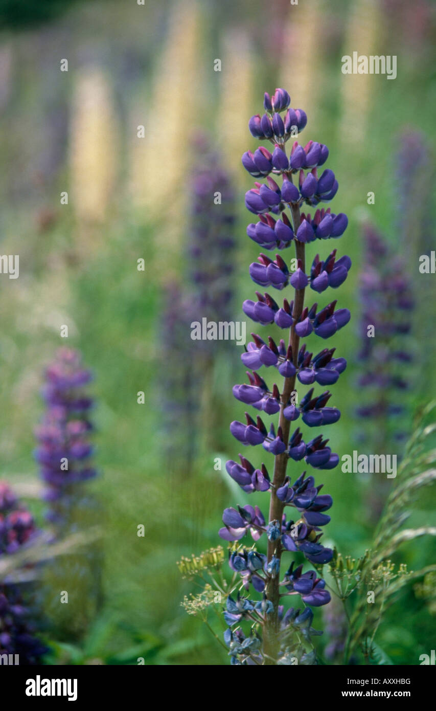 Lupin, Lupinus, Blue Stock Photo - Alamy