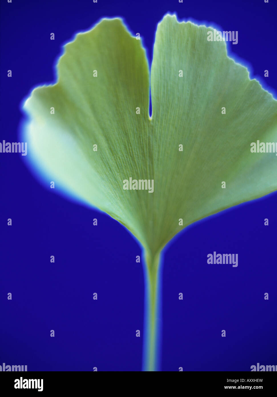 Gingko, Maidenhair tree, Maidenhair, tree, Gingko biloba, Green, Gingko ...