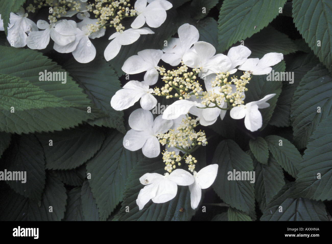 Climbing Hydrangea in an English Garden Stock Photo - Alamy