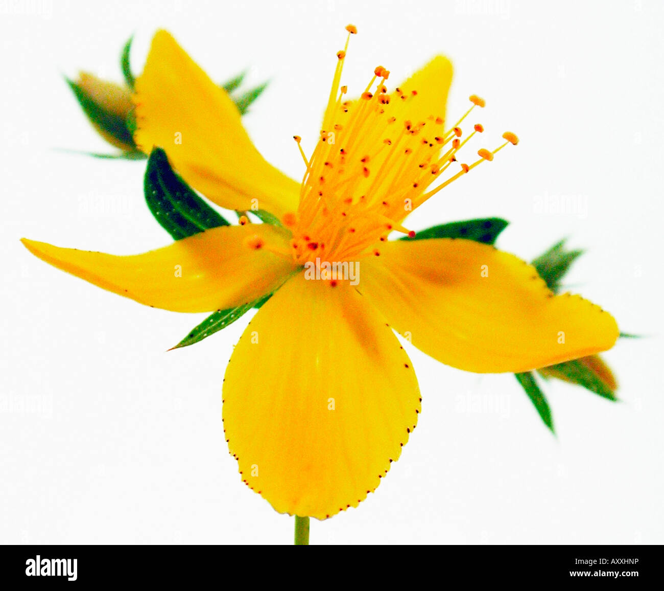 Hypericum perforatum medicine hi-res stock photography and images - Alamy