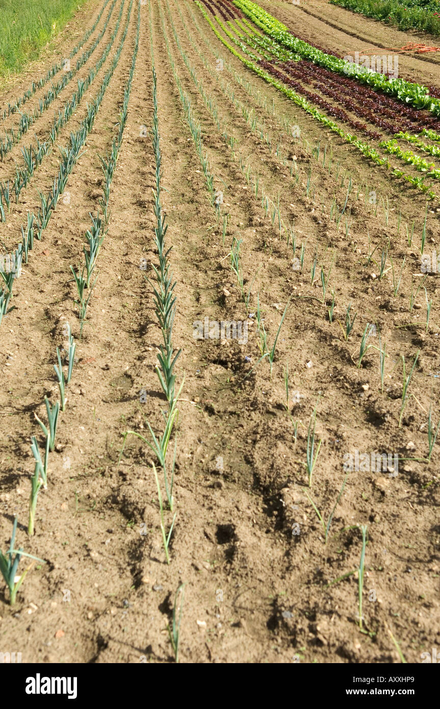 Crop of vegetables hi-res stock photography and images - Alamy