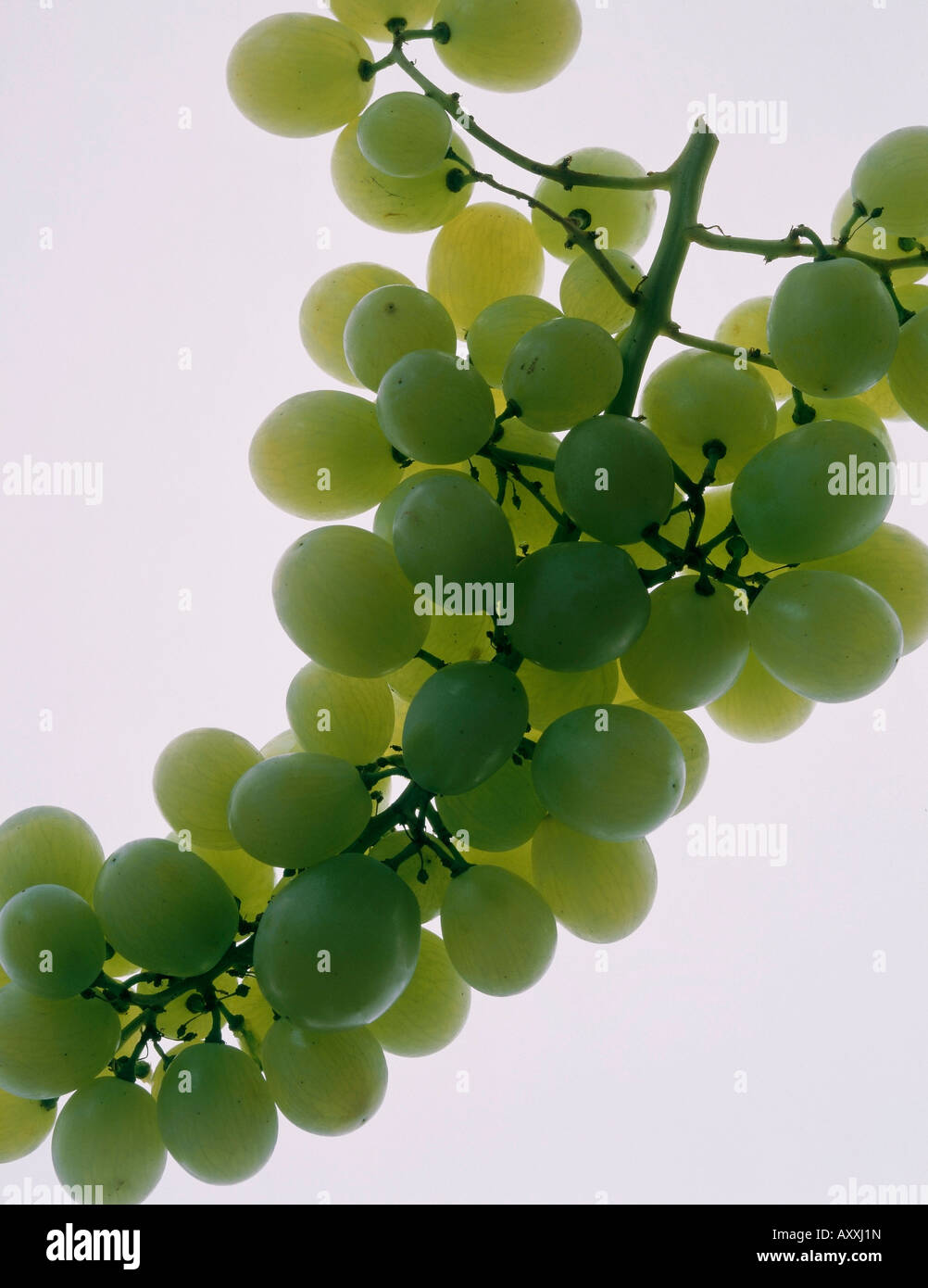 Grape, Vitis vinifera, Green, Vitis, vinifera Stock Photo - Alamy