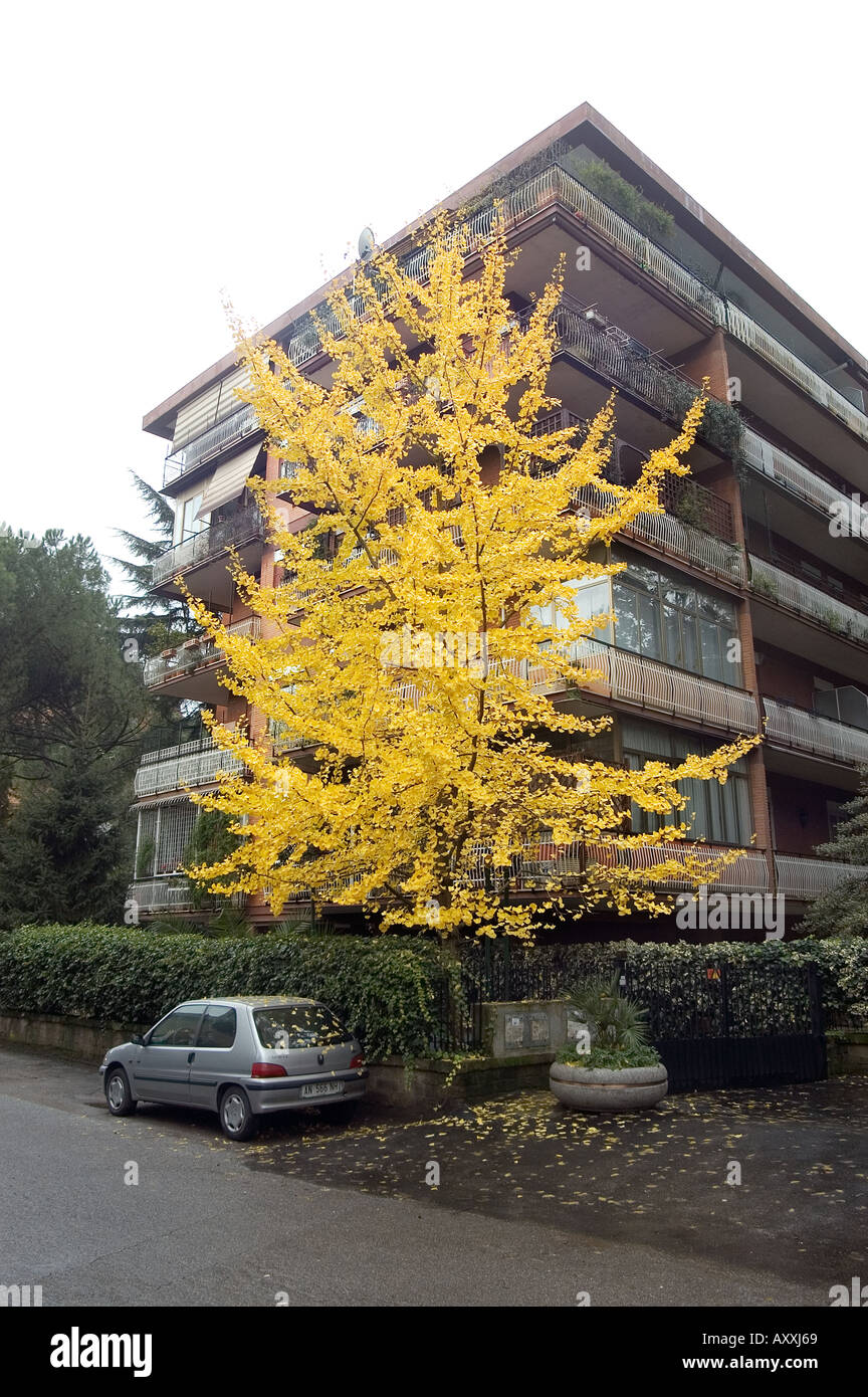 apartment building and urban street with yellow leaves tree Stock Photo ...