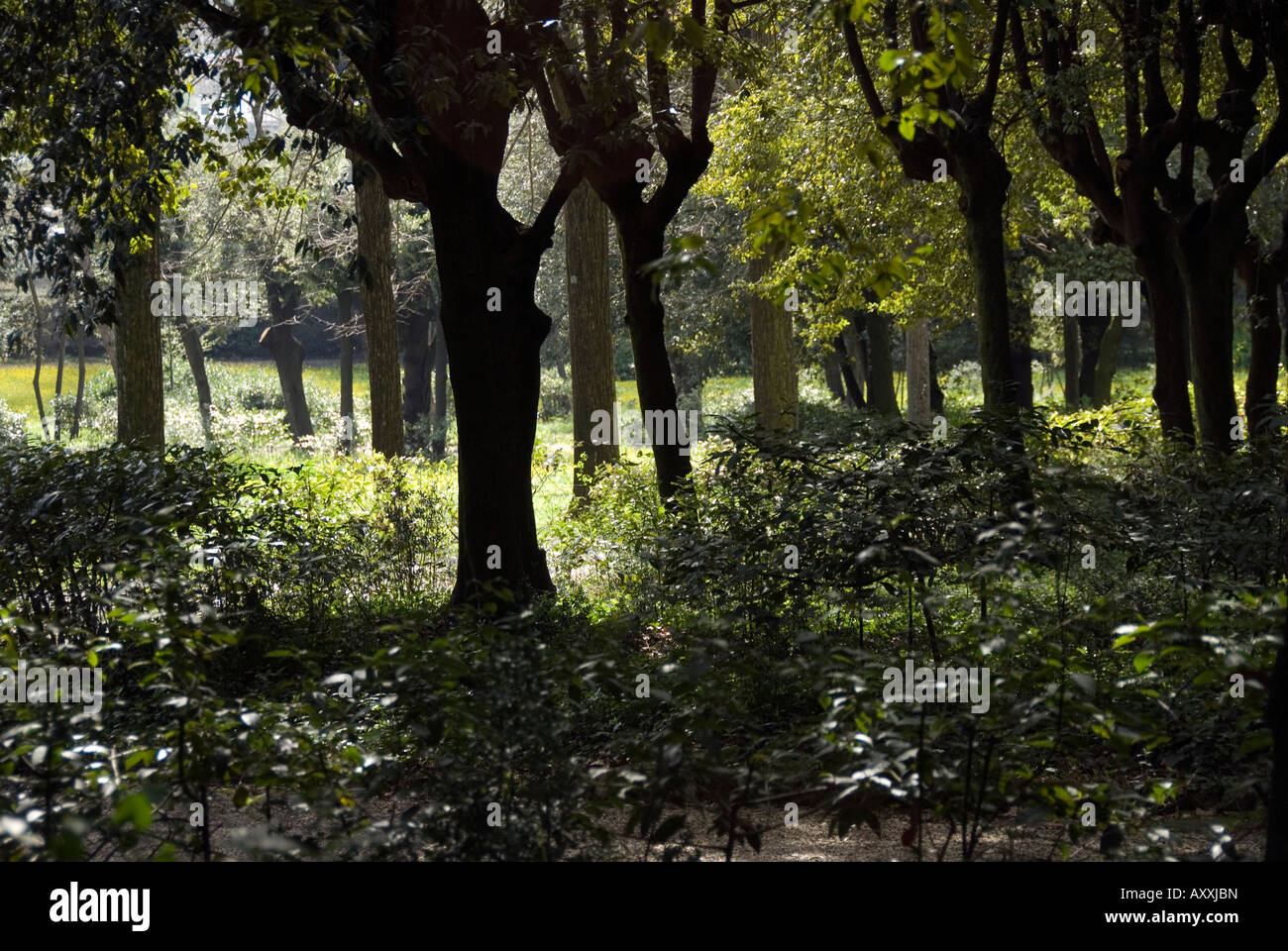 Upper Garden of the Medici Villa of Castello Tuscany Stock Photo - Alamy