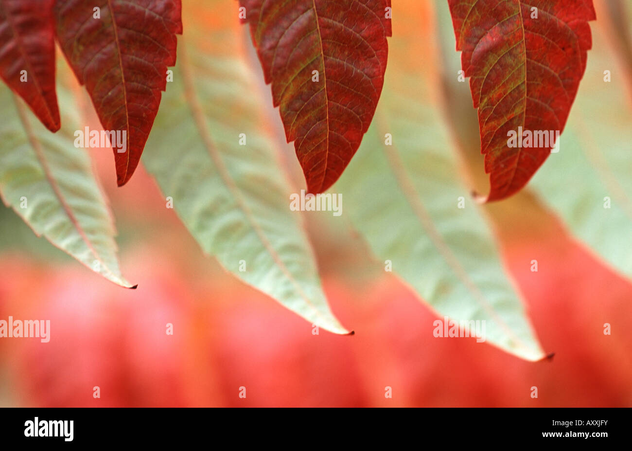 Sumach, Rhus typhina, Red, Rhus, typhina Stock Photo - Alamy