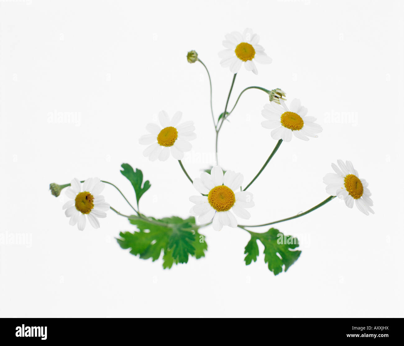 Feverfew, Tanacetum parthenium, White, Tanacetum, parthenium Stock ...