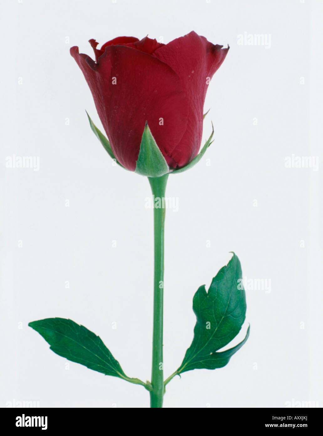 Rose, Rosa, Red Stock Photo - Alamy