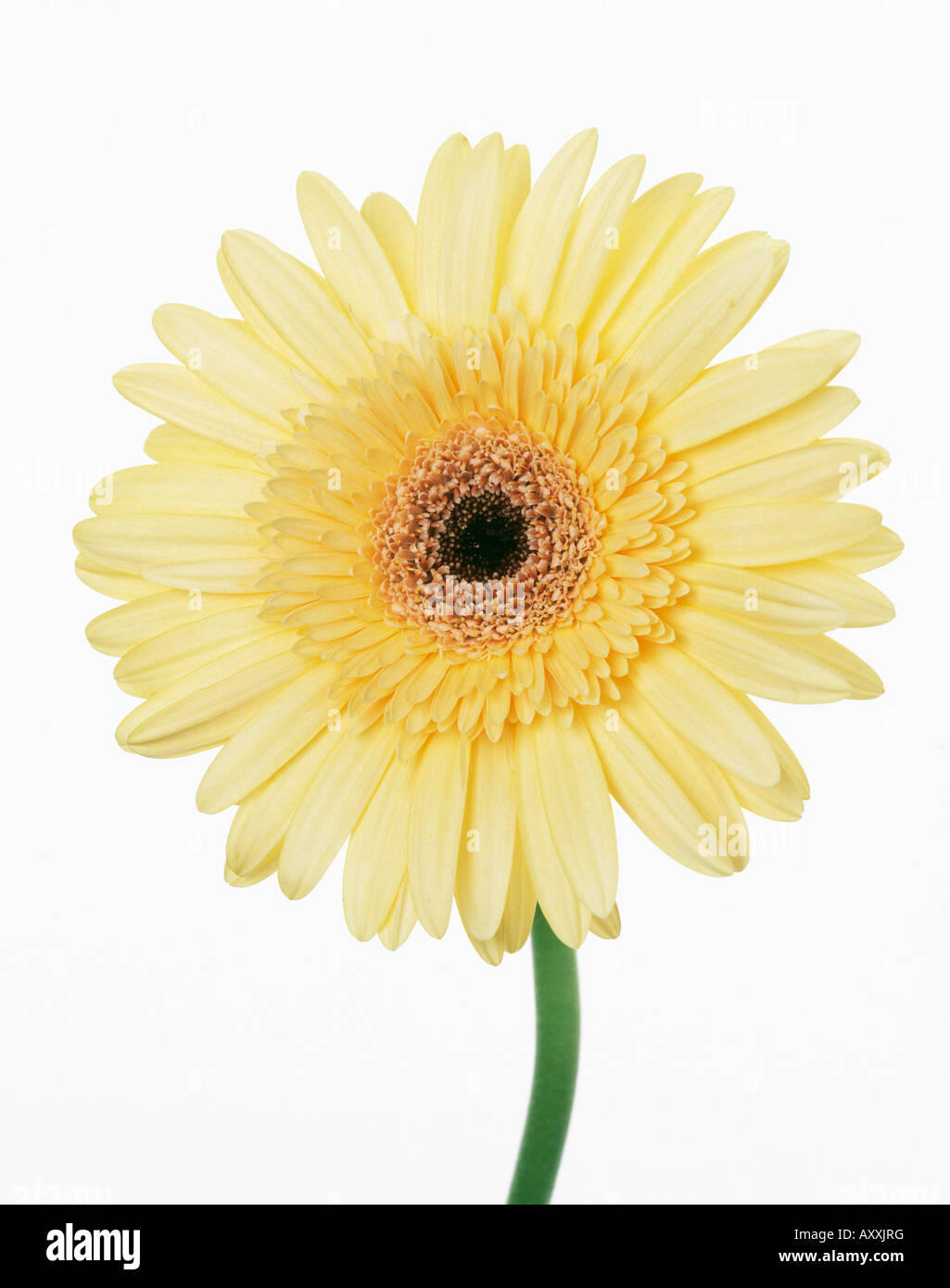 Gerbera, Gerbera, Yellow Stock Photo - Alamy