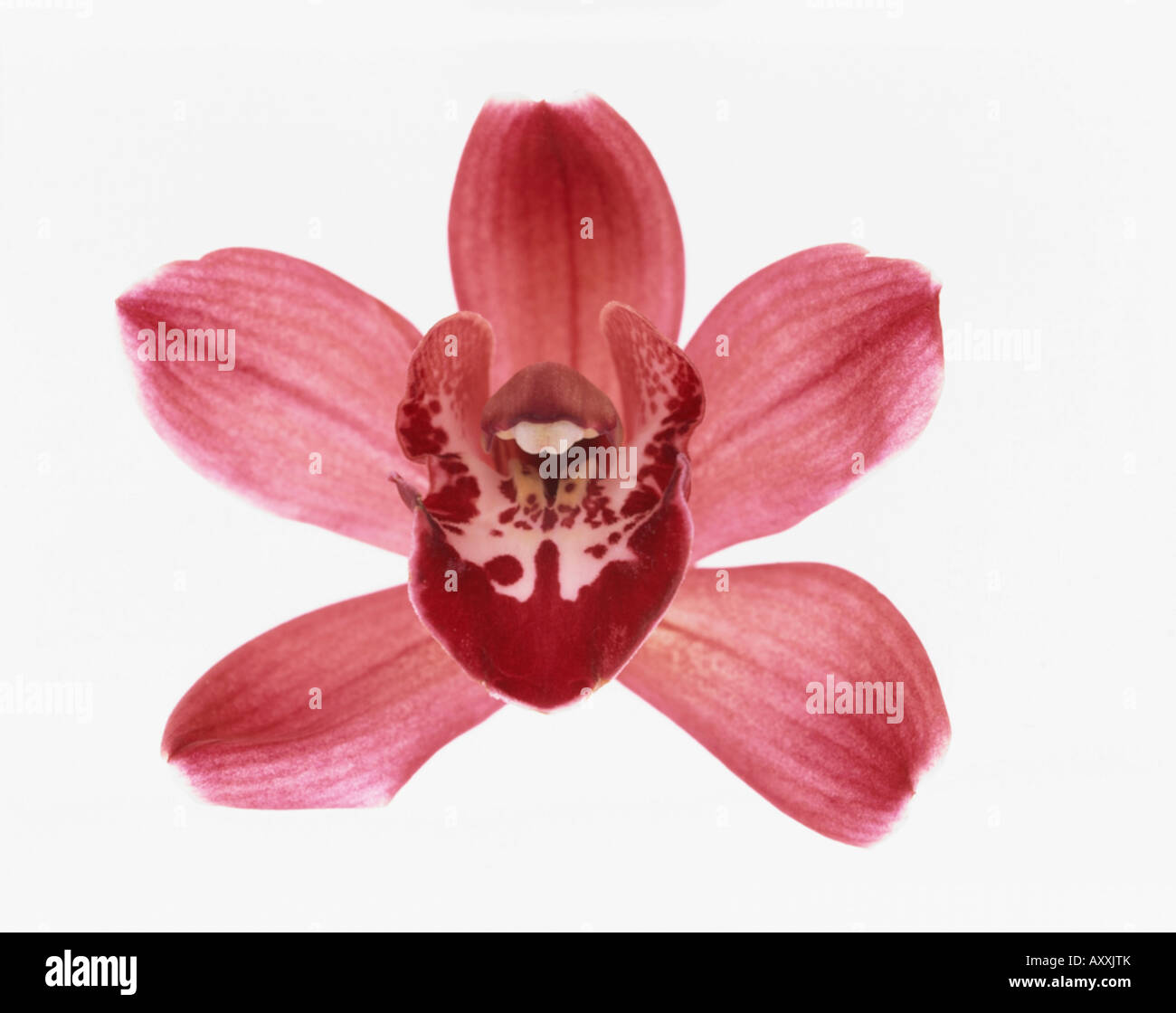 Orchid, Cymbidium, Red Stock Photo - Alamy