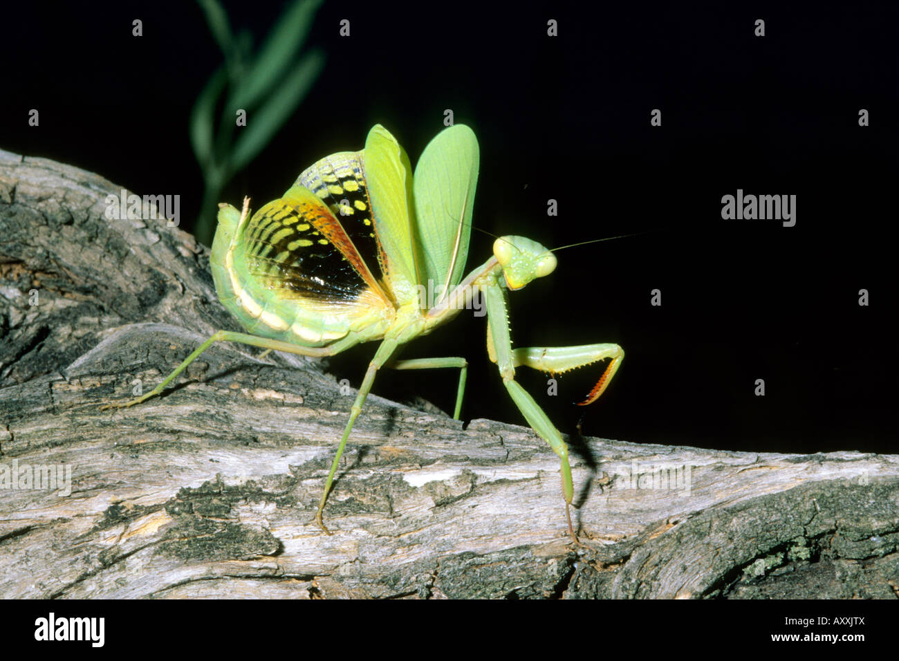 Iris mantis hi-res stock photography and images - Alamy