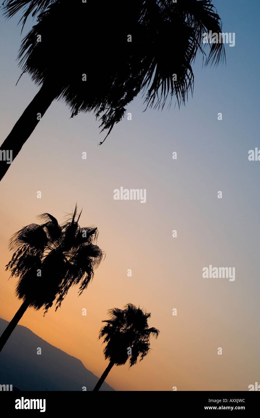 silhouette of palm trees Beirut Lebanon Middle East Asia Asian Middle ...