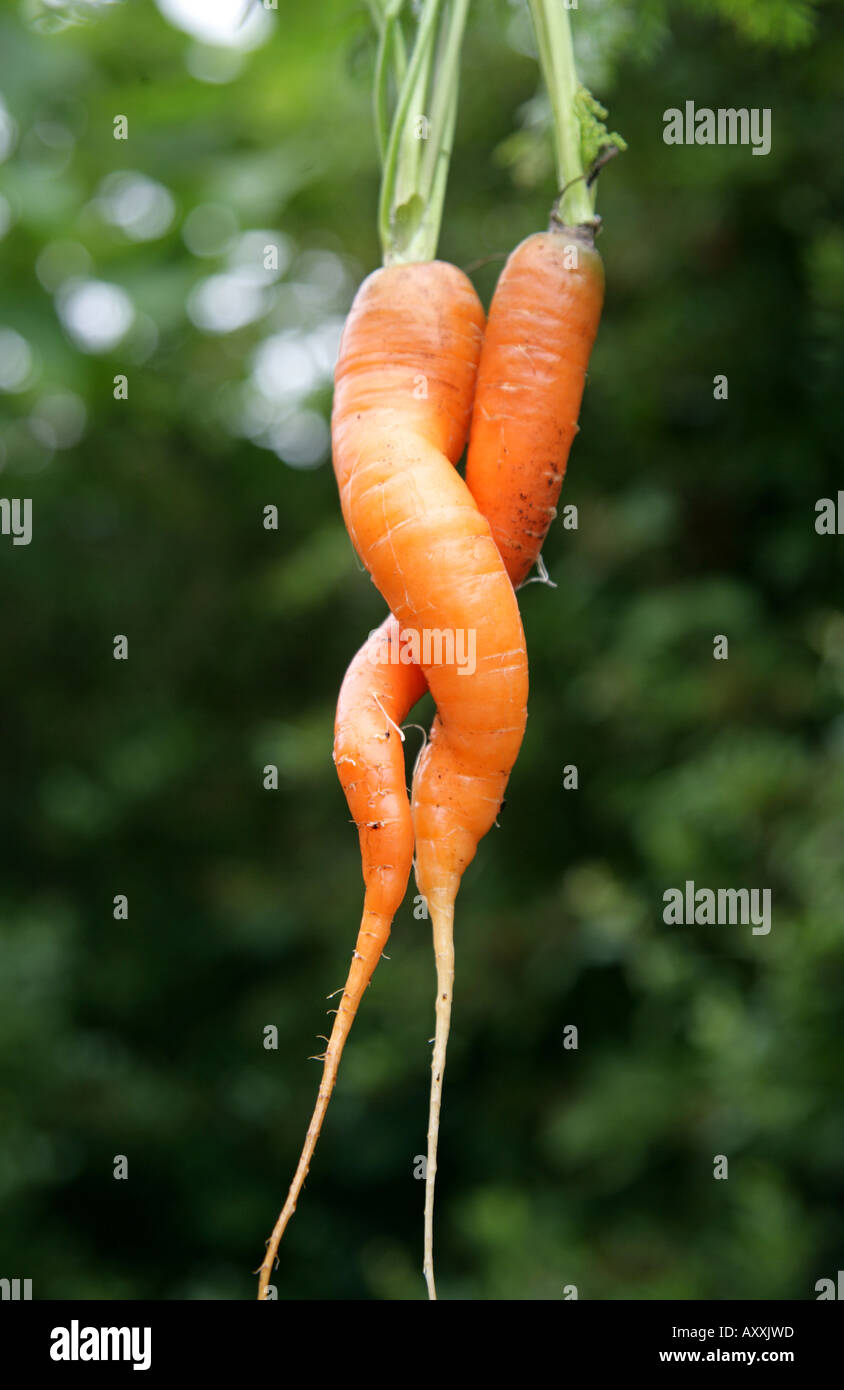carrot love story Stock Photo - Alamy